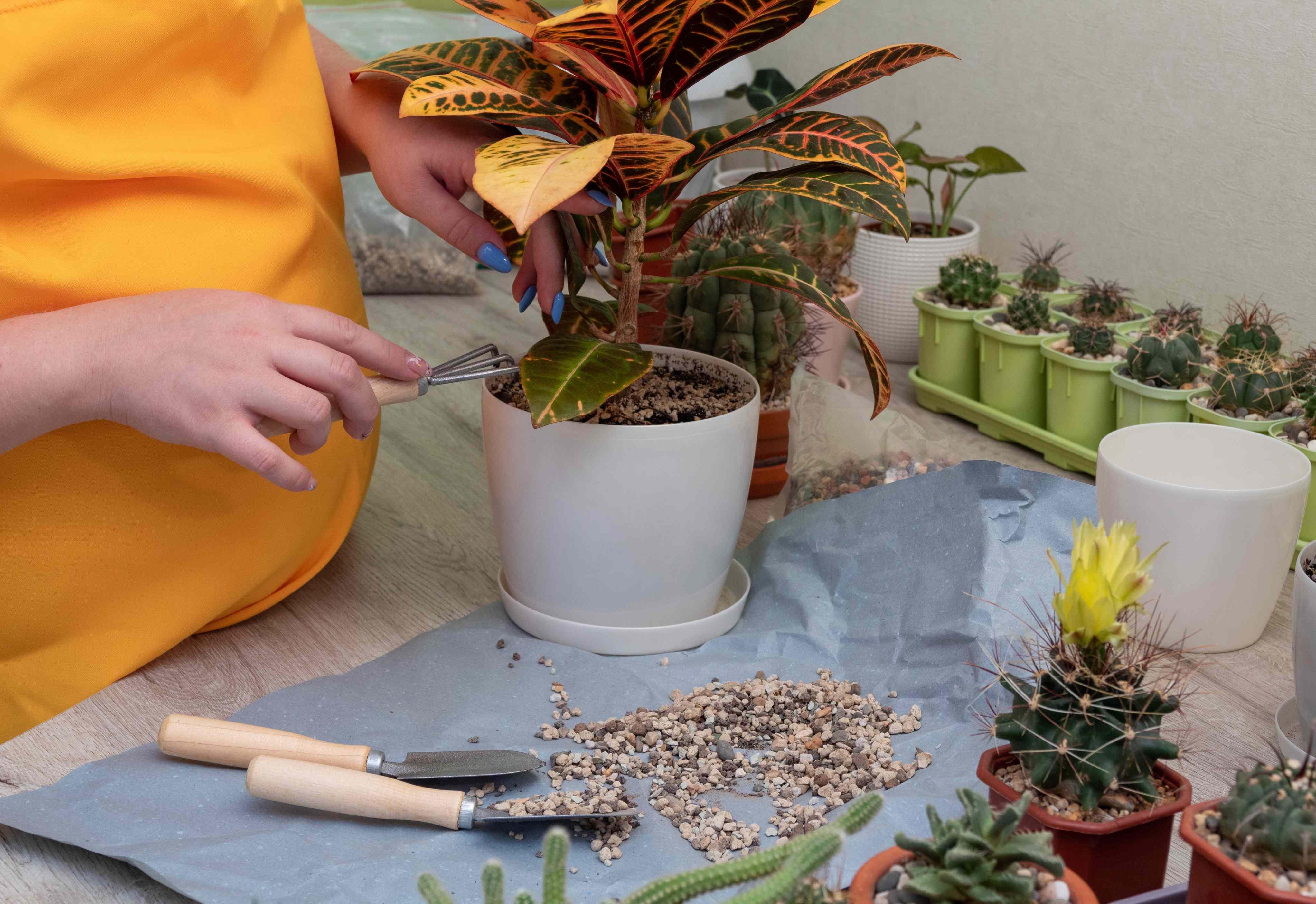 Cróton: veja como cuidar e tipos da planta - Meio Ambiente - Diário do Nordeste